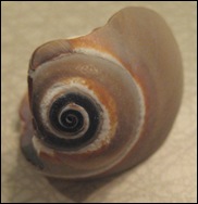 Tangled Web: Moon Snails All Over